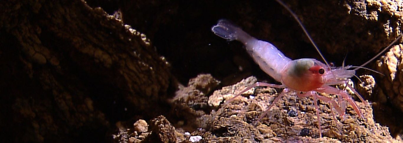 Everything you wanted to know about hydrothermal vents but were too ...