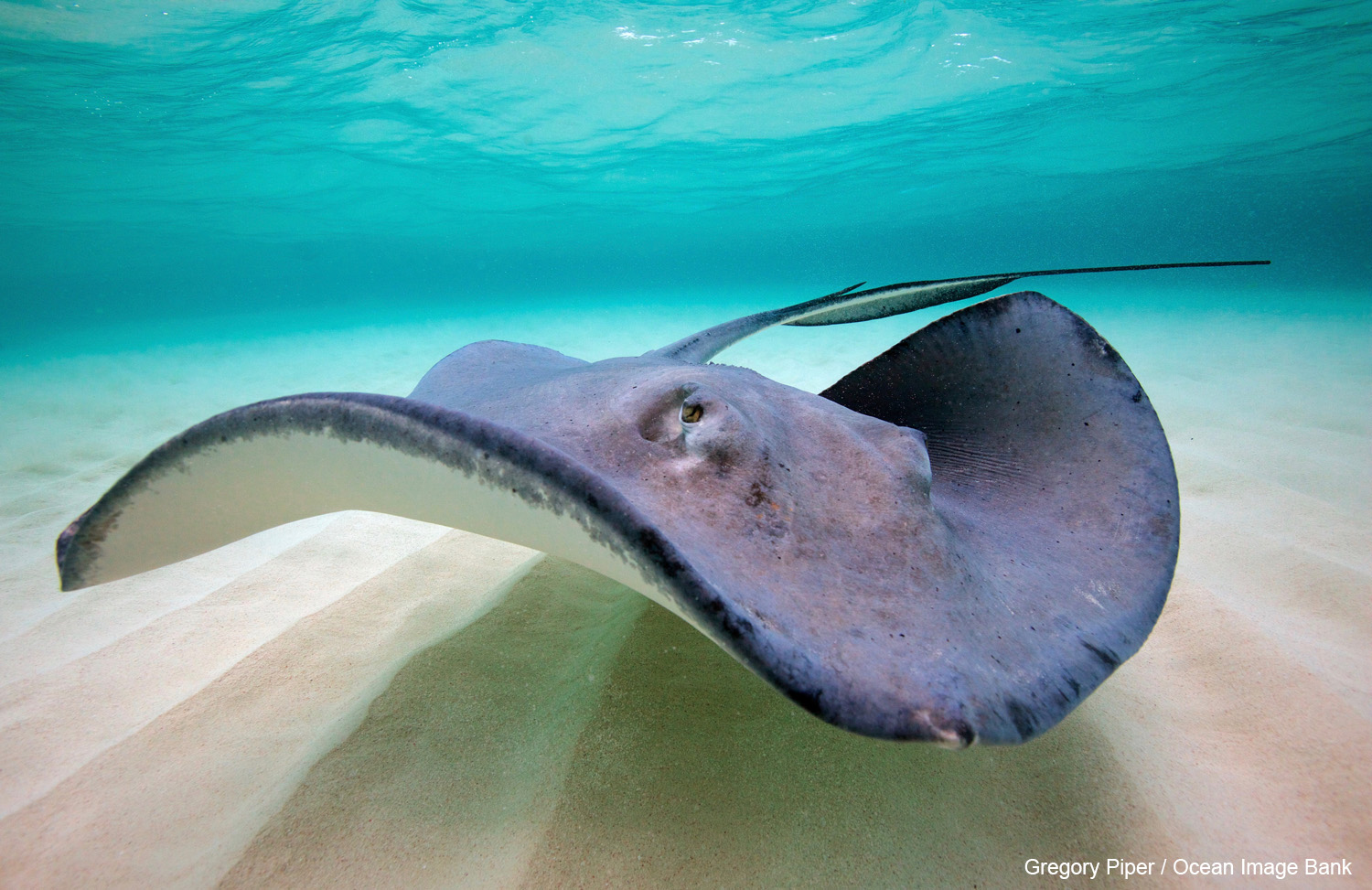 First map of Important Shark and Ray Areas released – The Global Ocean ...