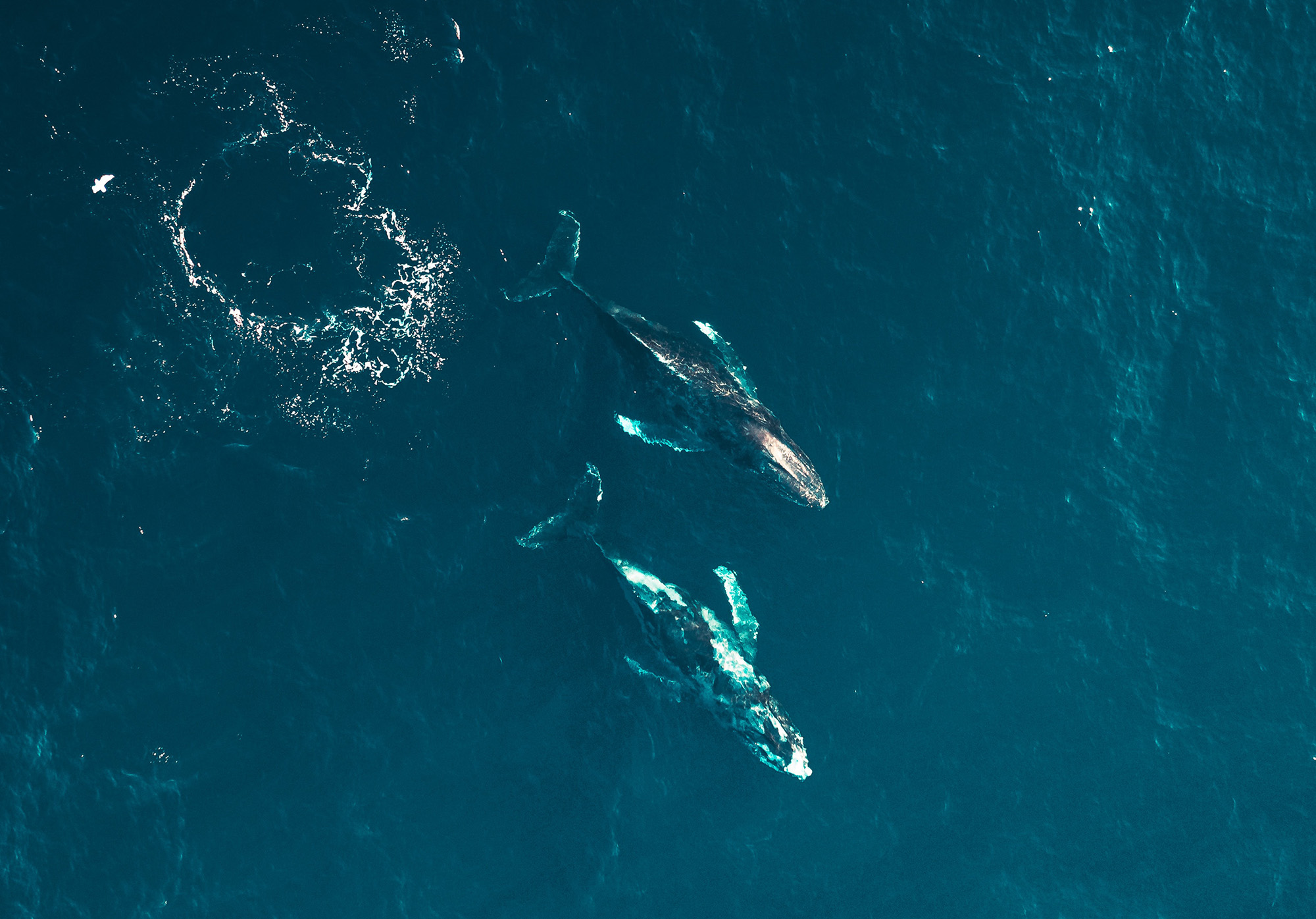 Lessons on marine connectivity after 25+ years of tracking migratory ...