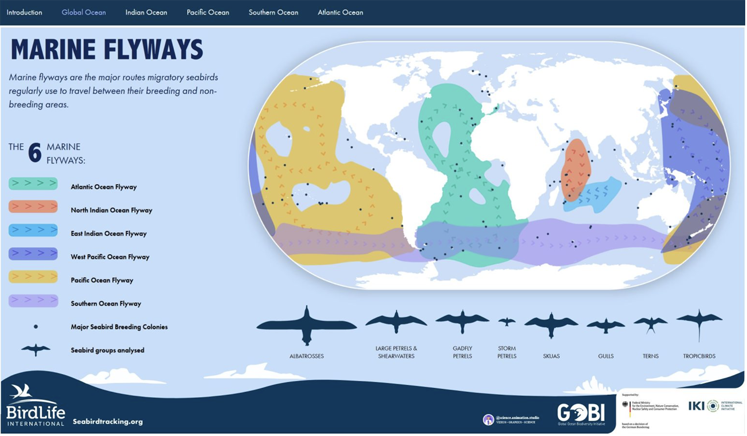 BirdLife International launches marine flyways – The Global Ocean ...